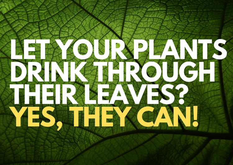 Let Your Plants Drink Through Their Leaves? Yes, They Can – With Andgr ...